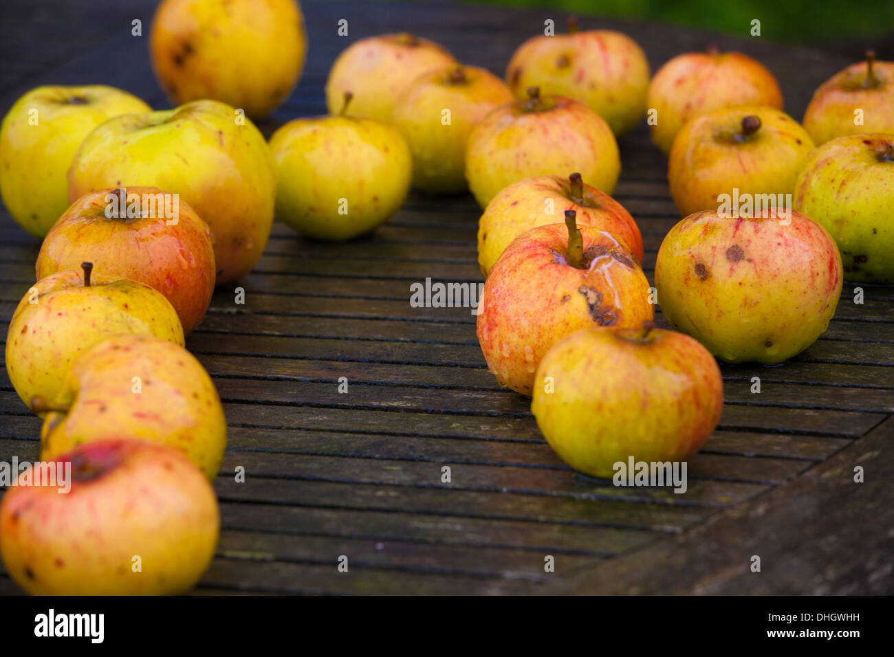 Windfall apples recipe hi-res stock photography and images - Alamy