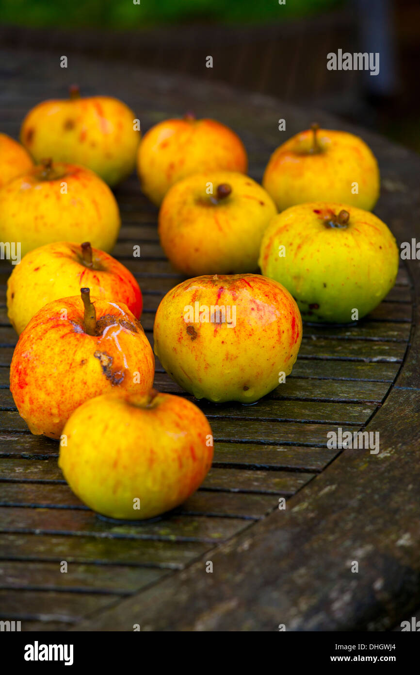 Windfall apples recipe hi-res stock photography and images - Alamy
