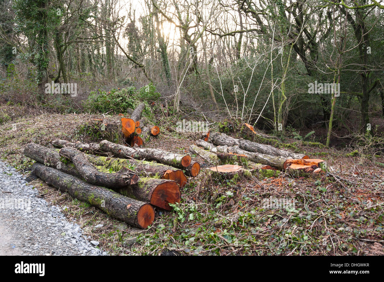 Trees have been felled hi-res stock photography and images - Alamy