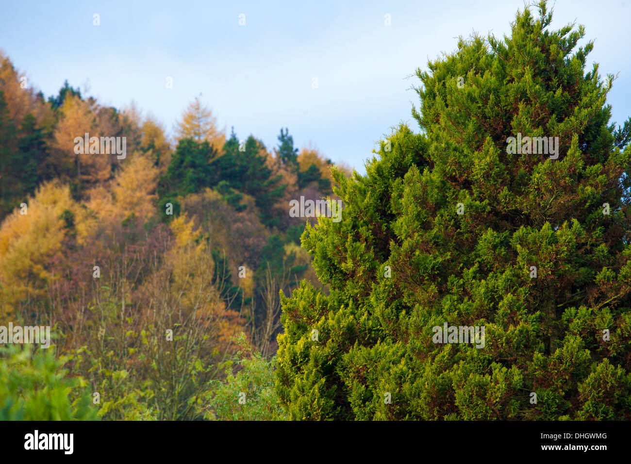Tree autumn focus hi-res stock photography and images - Alamy