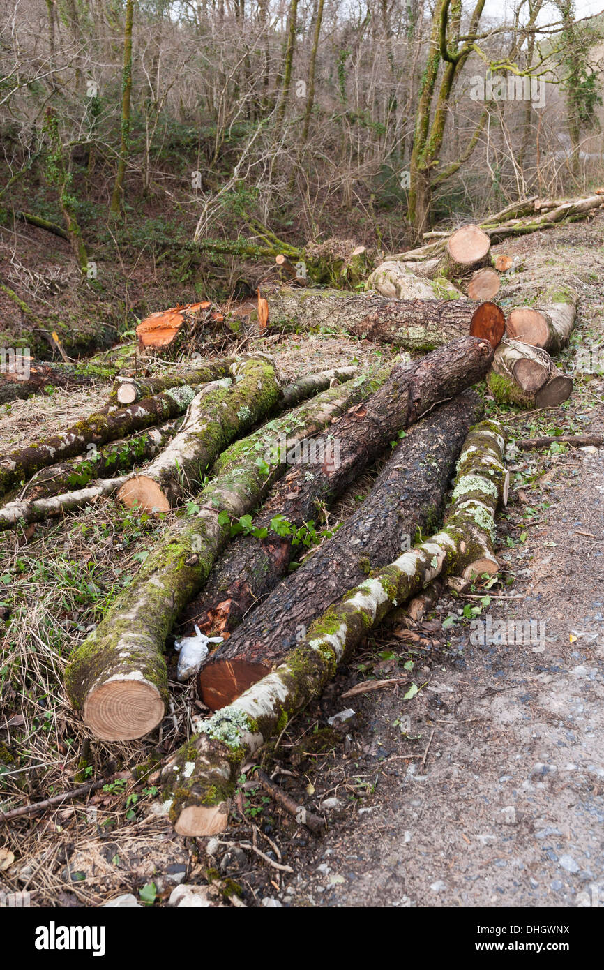 Trees have been felled hi-res stock photography and images - Alamy