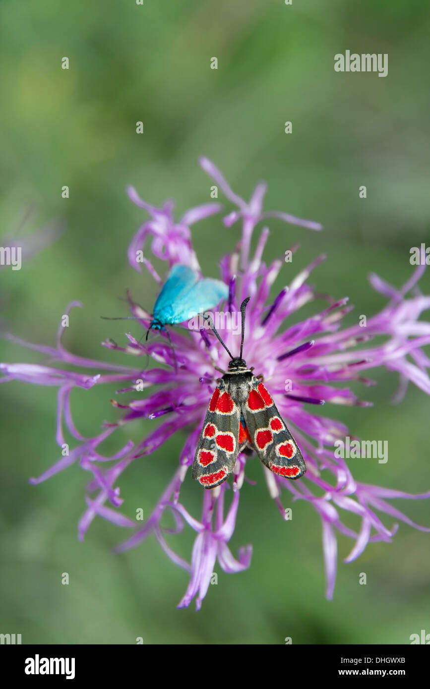 Butterfly nature hi-res stock photography and images - Alamy