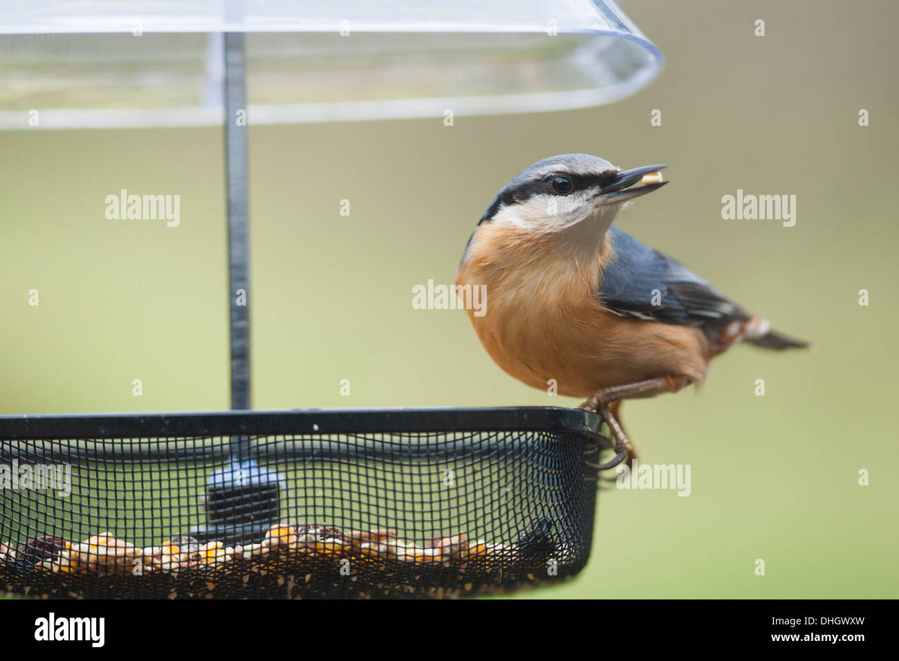 Nuthatch at bird feeder hi-res stock photography and images - Alamy