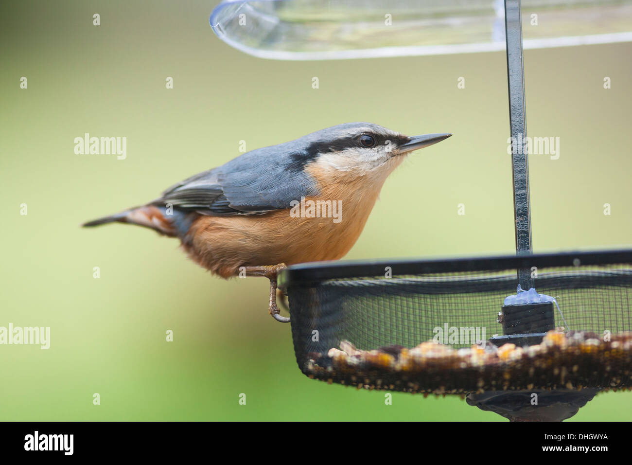 Nuthatch on bird feeder Stock Photo - Alamy