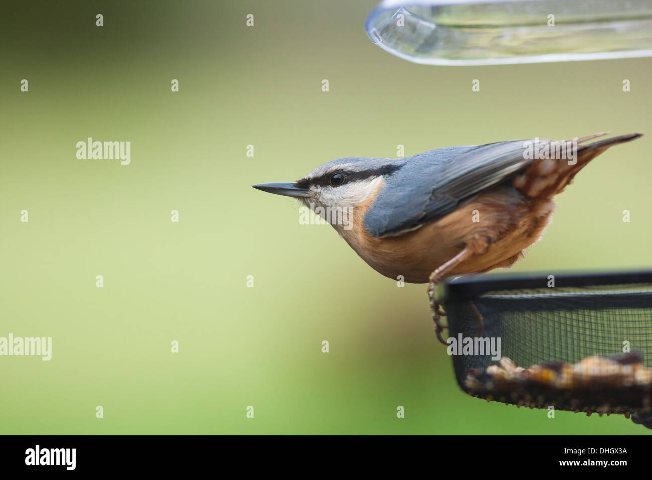 Nuthatch on bird feeder Stock Photo - Alamy