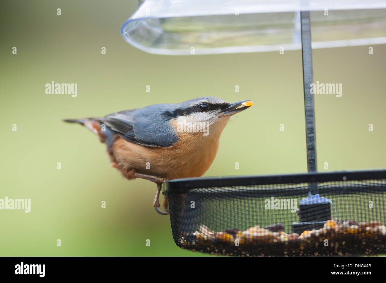 Nuthatch at bird feeder hi-res stock photography and images - Alamy
