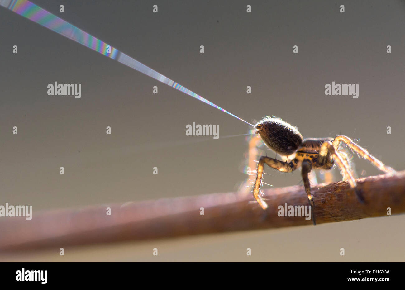 Spiders ballooning hi-res stock photography and images - Alamy