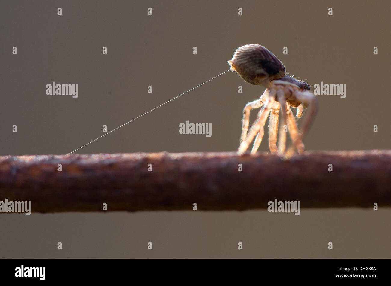 Parachute spider hi-res stock photography and images - Alamy