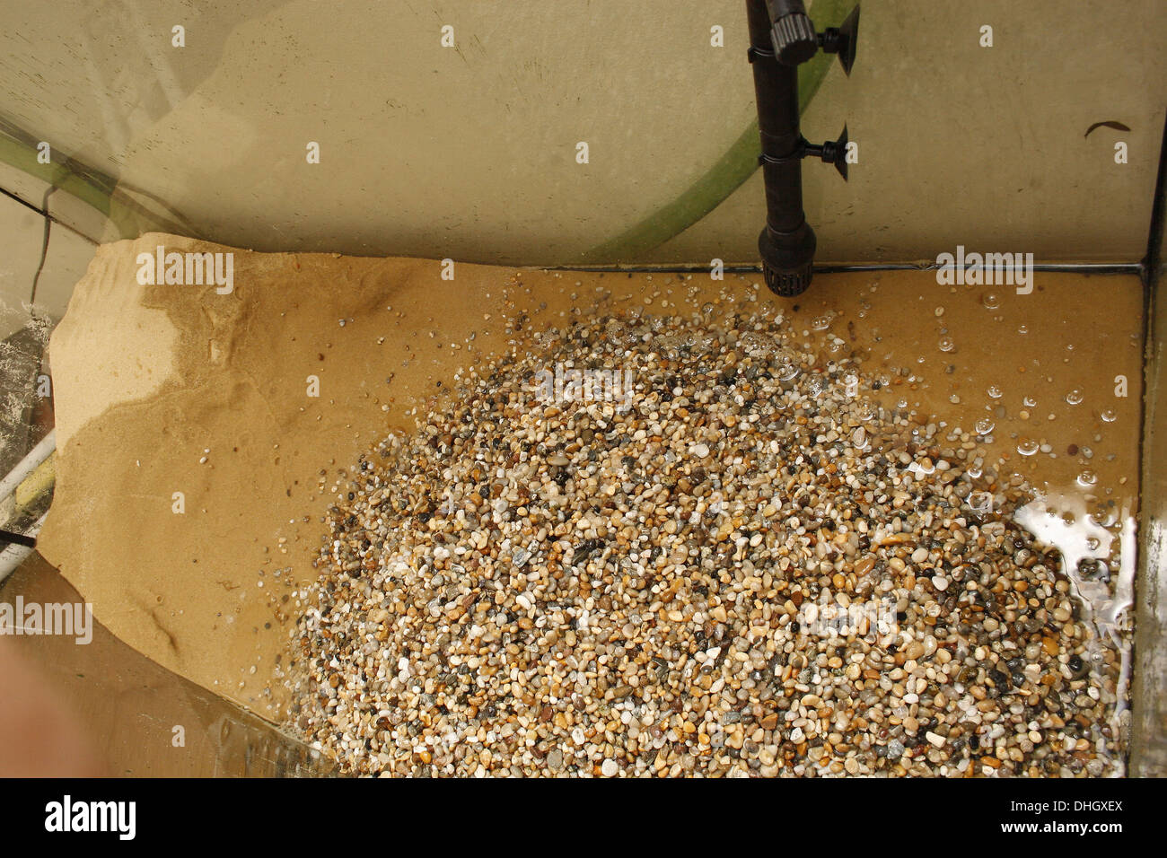 new fish tank being filled with water Stock Photo - Alamy