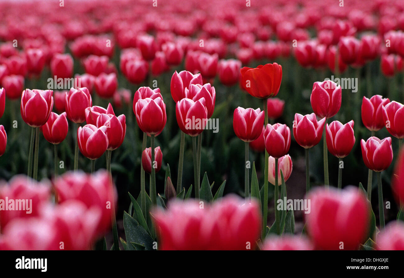 Rows of pink tulips in field Mount Vernon Washington State USA Stock ...