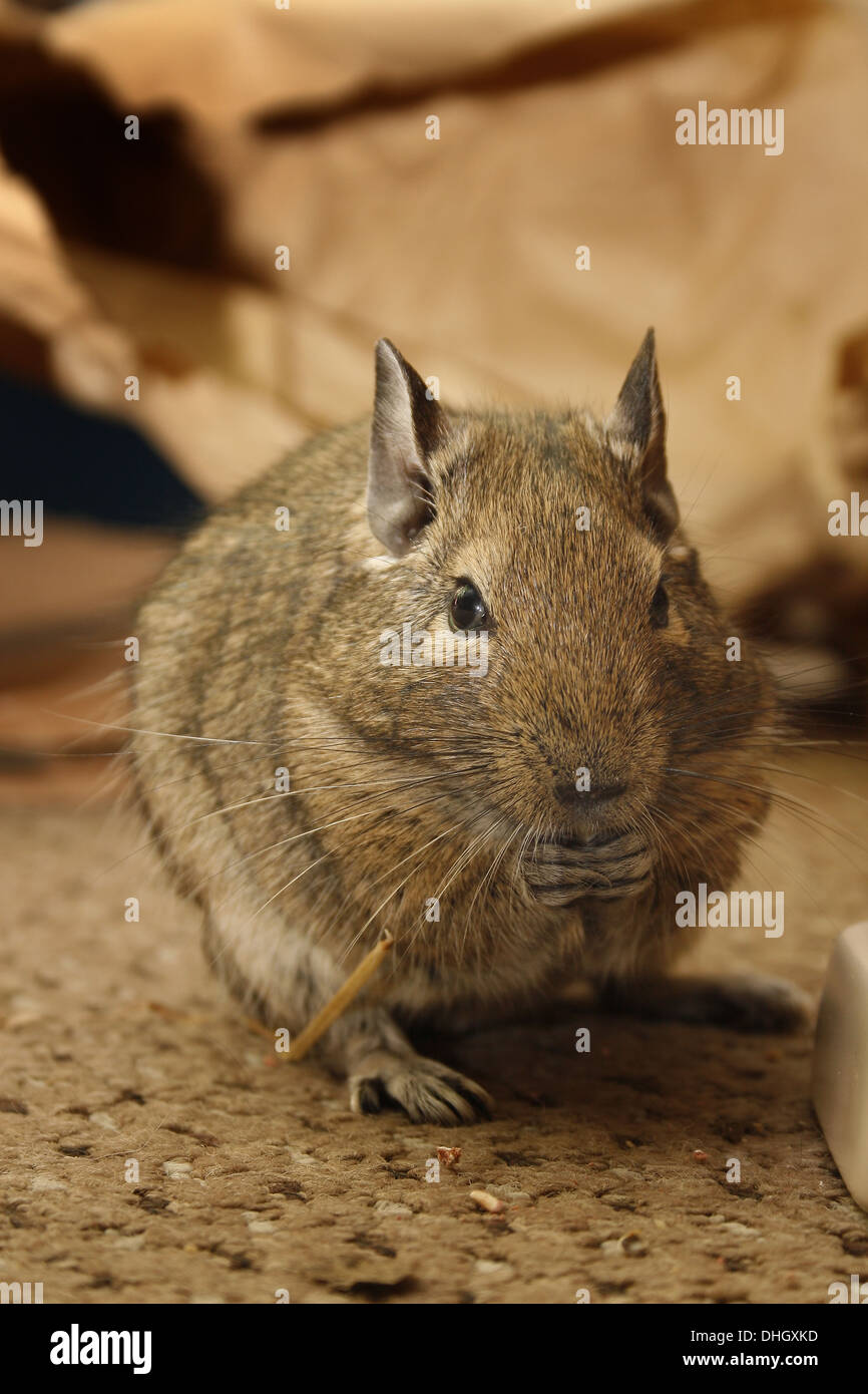 image of Degu eating food Octodon degus Stock Photo - Alamy