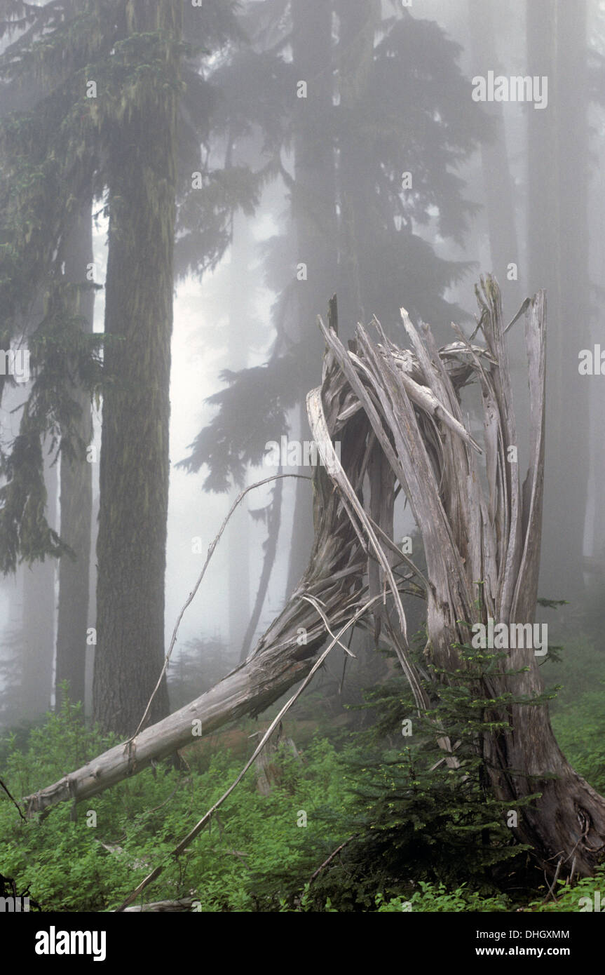 Shattered tree trunk in fog lightning strike sunrise Mount Rainier ...