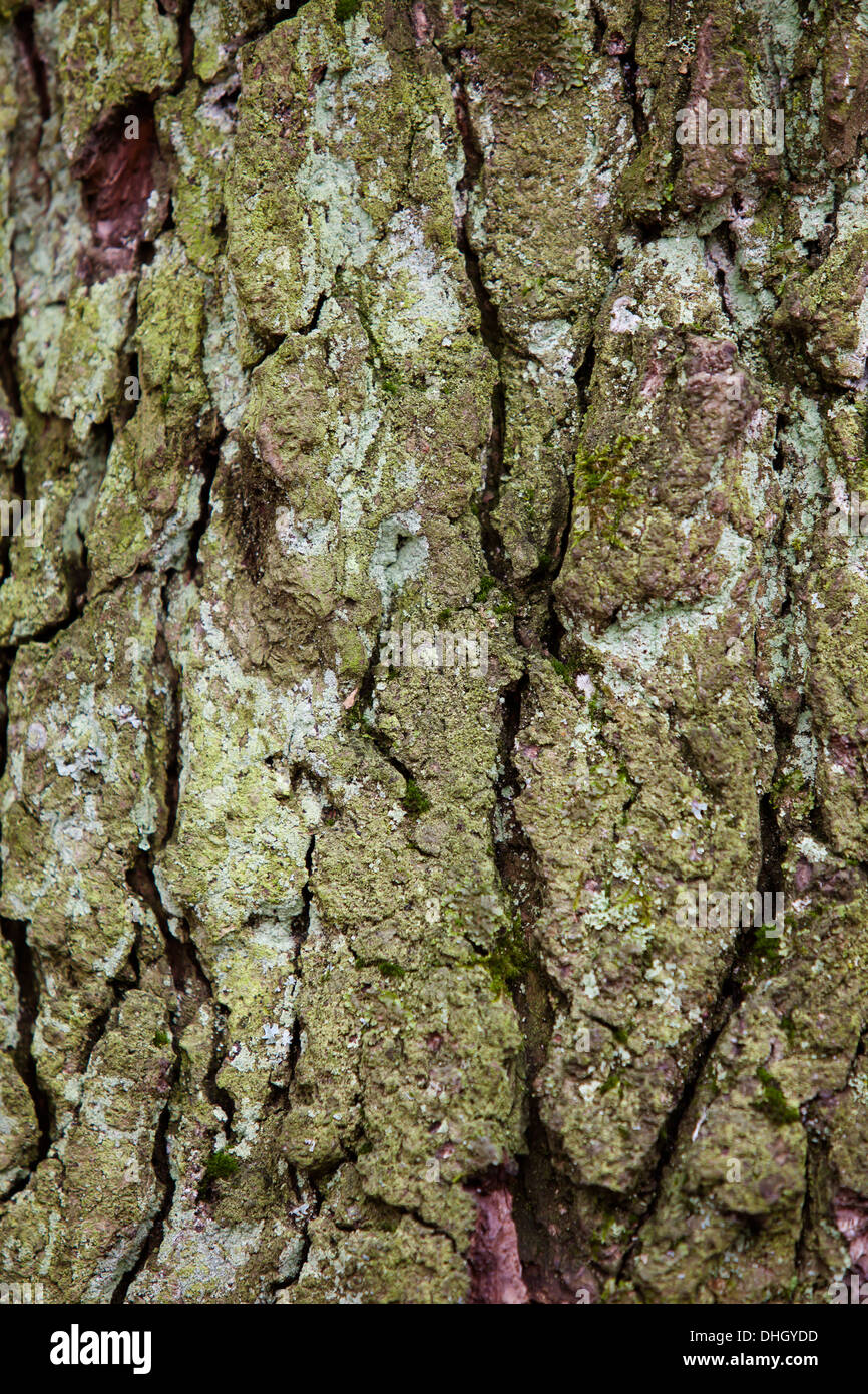 Old wood tree bark with green moss detail texture background Stock Photo - Alamy