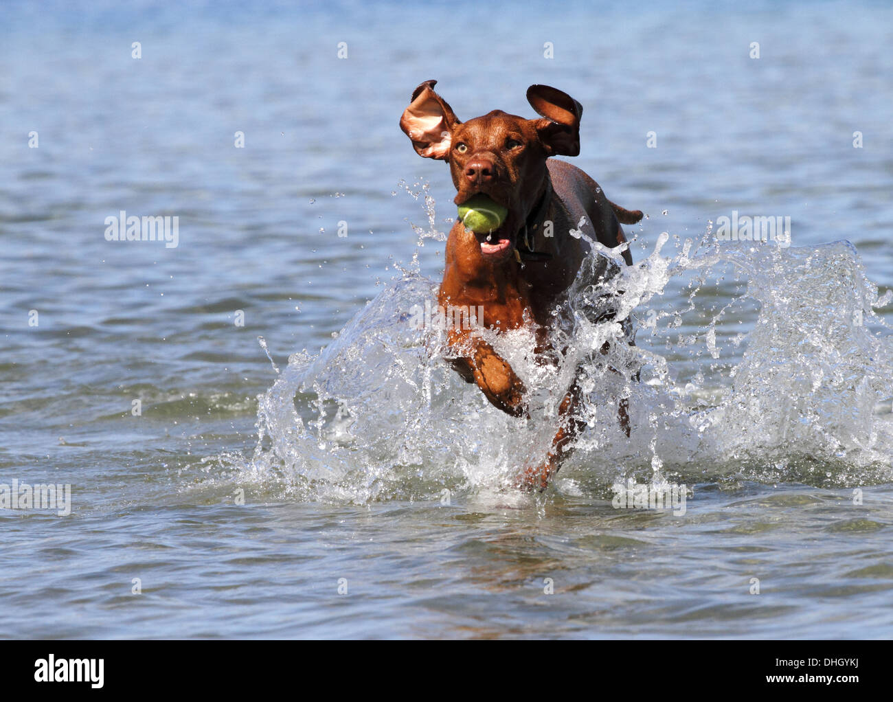 Hungarian vizsla running hi-res stock photography and images - Alamy