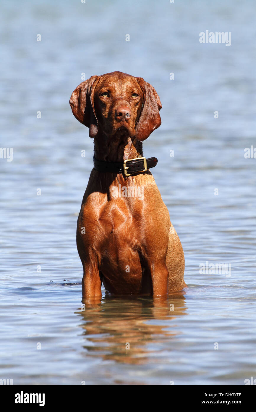 hungarian vizsla sitting in water Stock Photo - Alamy