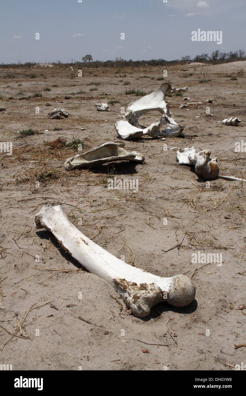 Scattered bones hi-res stock photography and images - Alamy