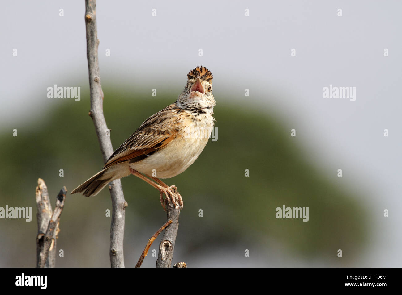 Lark singing hi-res stock photography and images - Alamy
