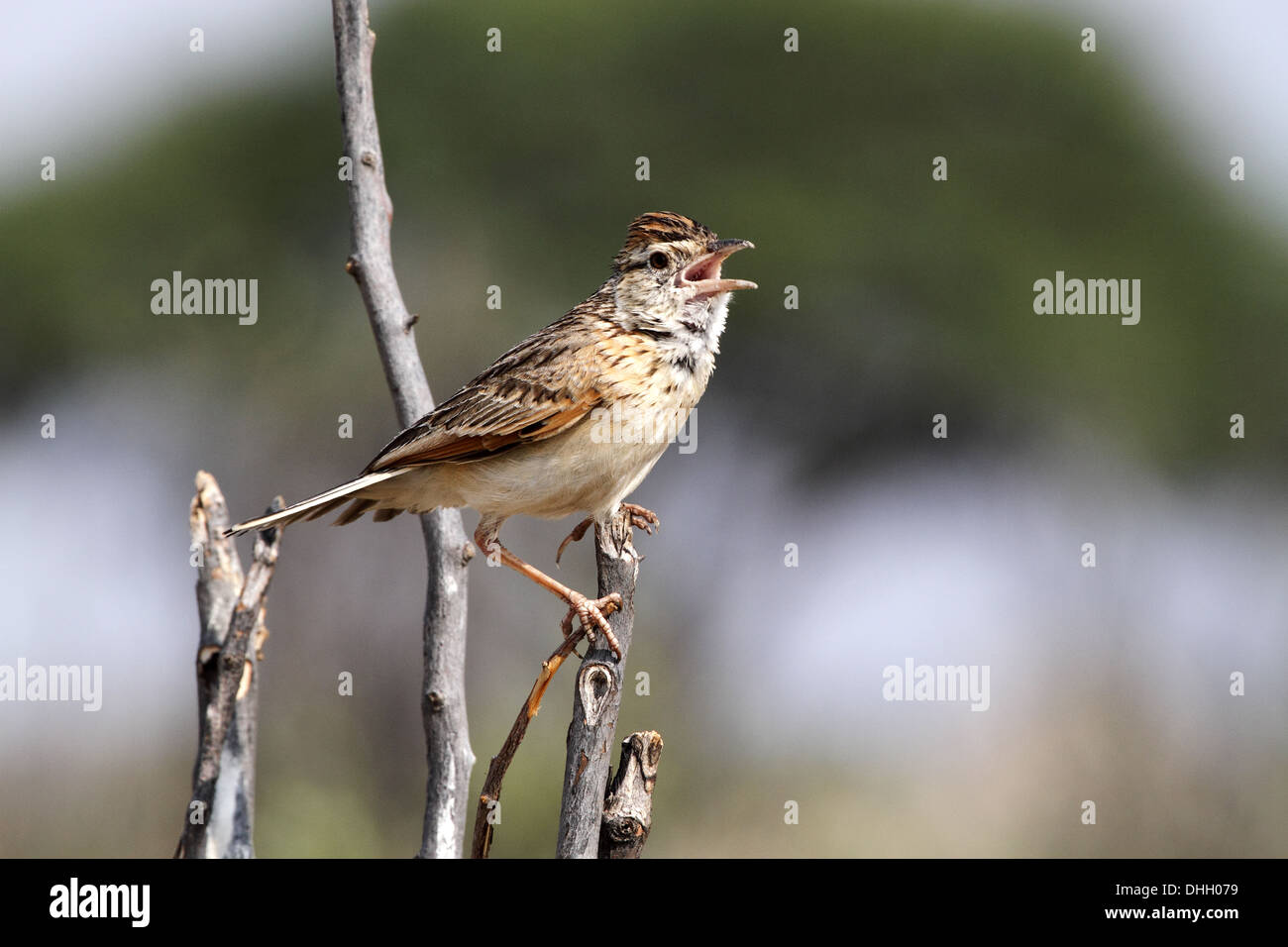 Lark singing hi-res stock photography and images - Alamy