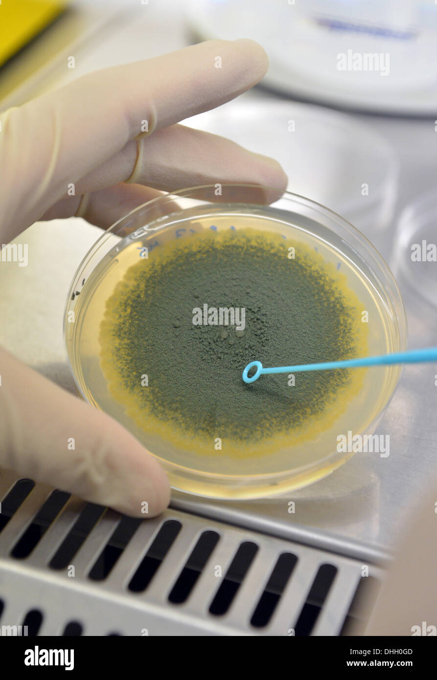 Rubner hi-res stock photography and images - Alamy