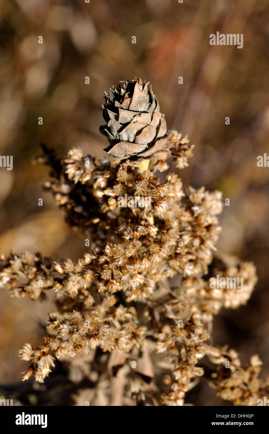 Dry Prairie Flower Stock Photo - Alamy