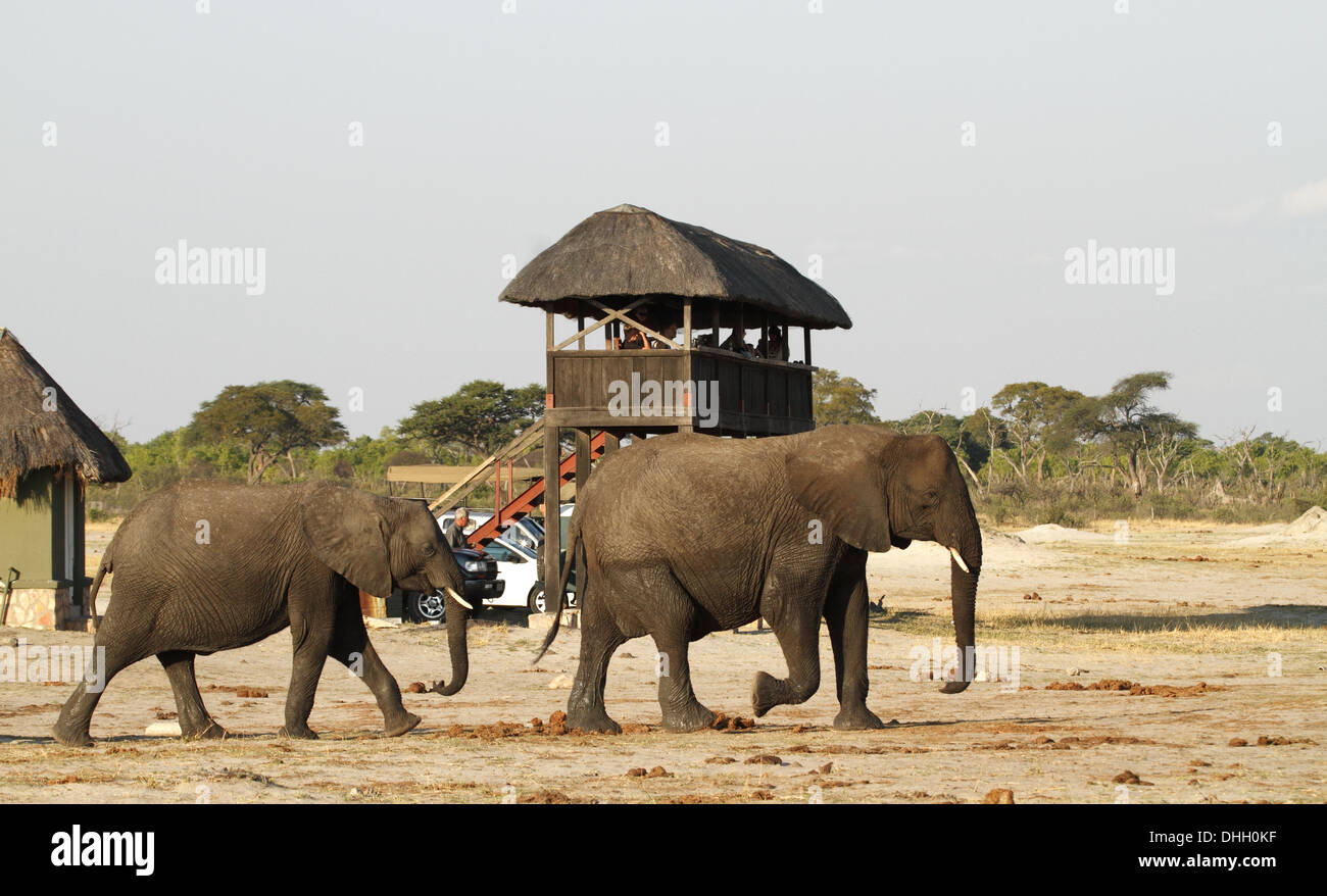 Elephants viewing safari hi-res stock photography and images - Alamy