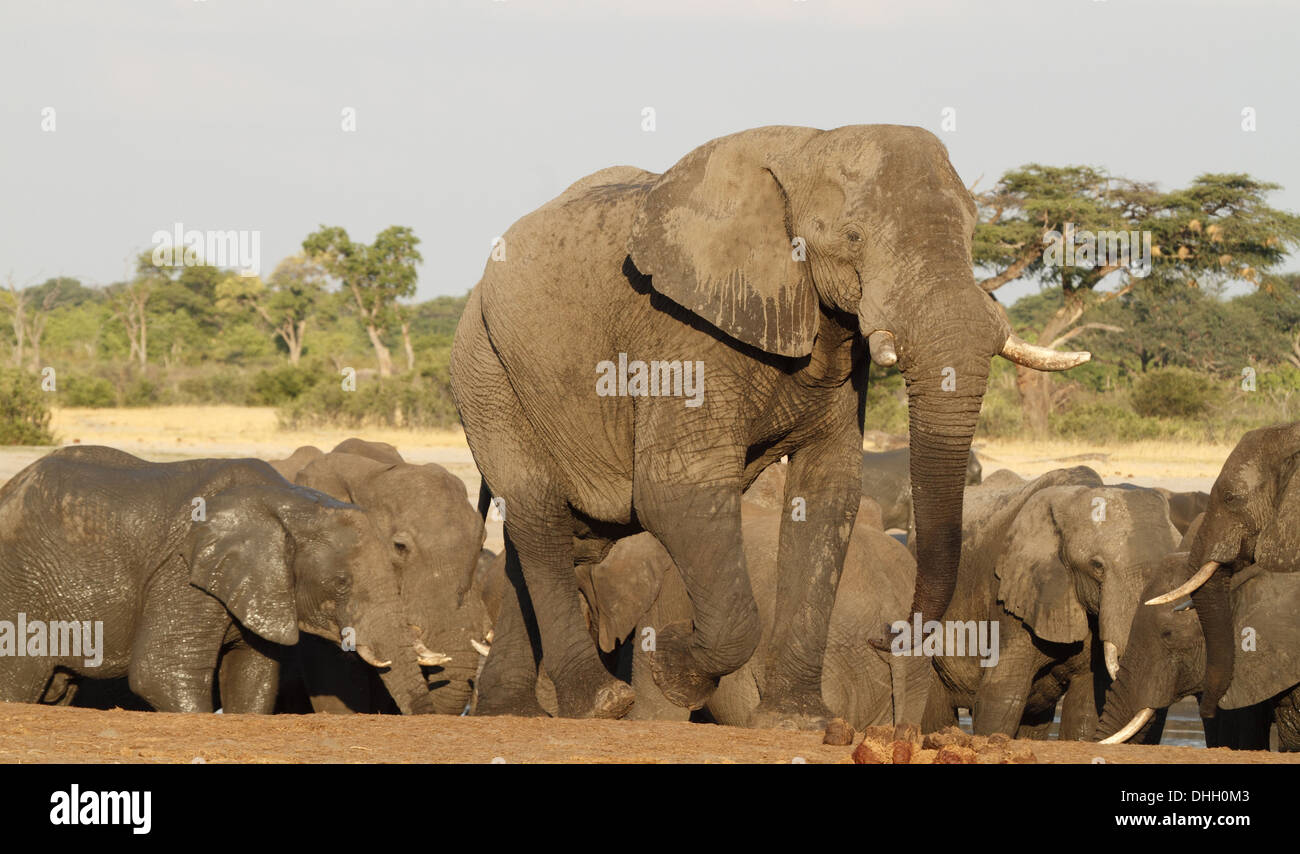 African elephants single adult with herd in background at waterhole ...
