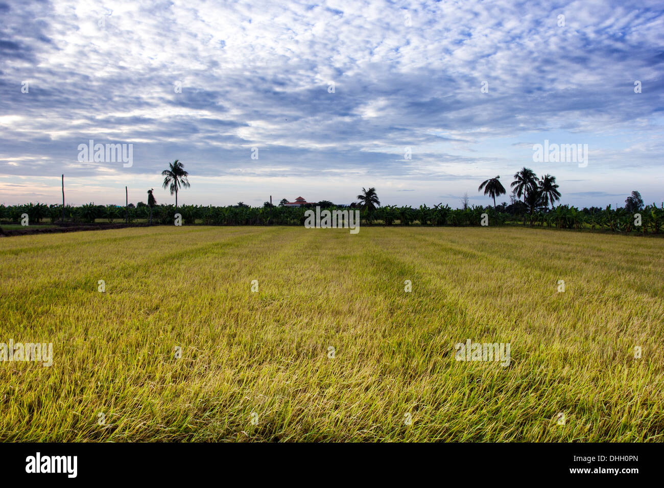 Padi rice hi-res stock photography and images - Alamy