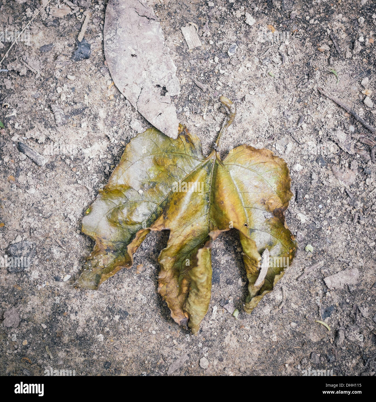 texture and detail of dead leaves on dirty soil ground Stock Photo - Alamy