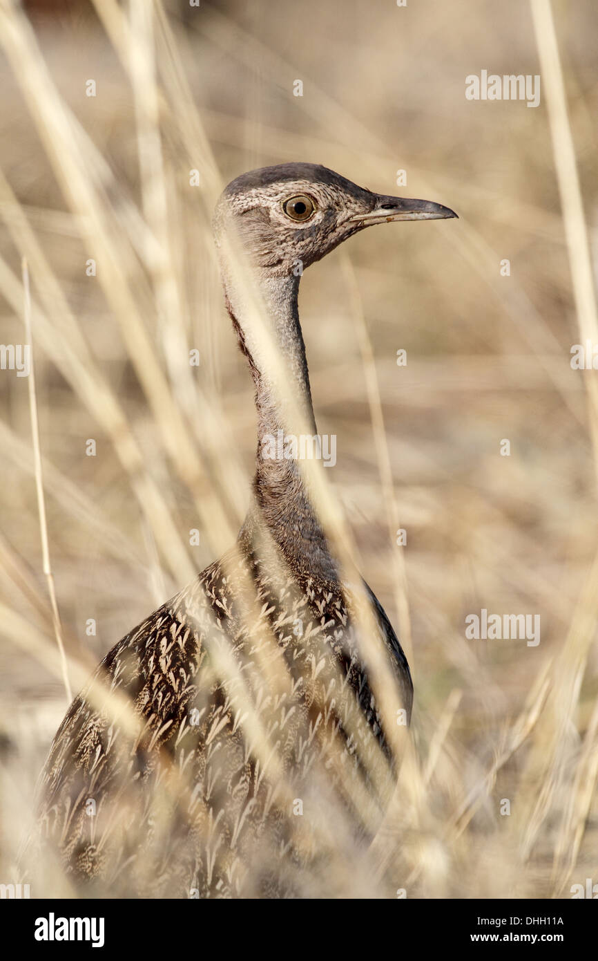 Korhaan hi-res stock photography and images - Alamy