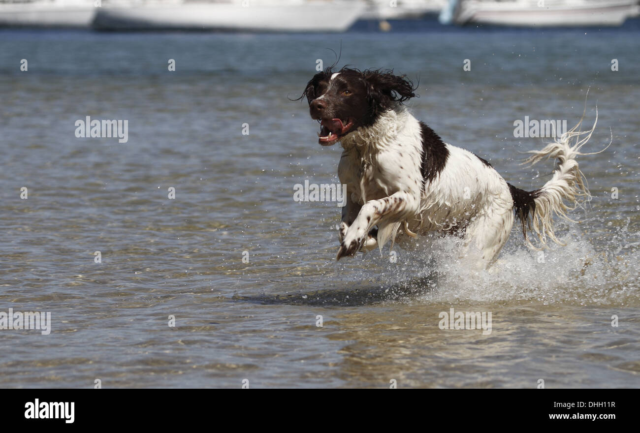 English springer spaniel running through water Stock Photo - Alamy