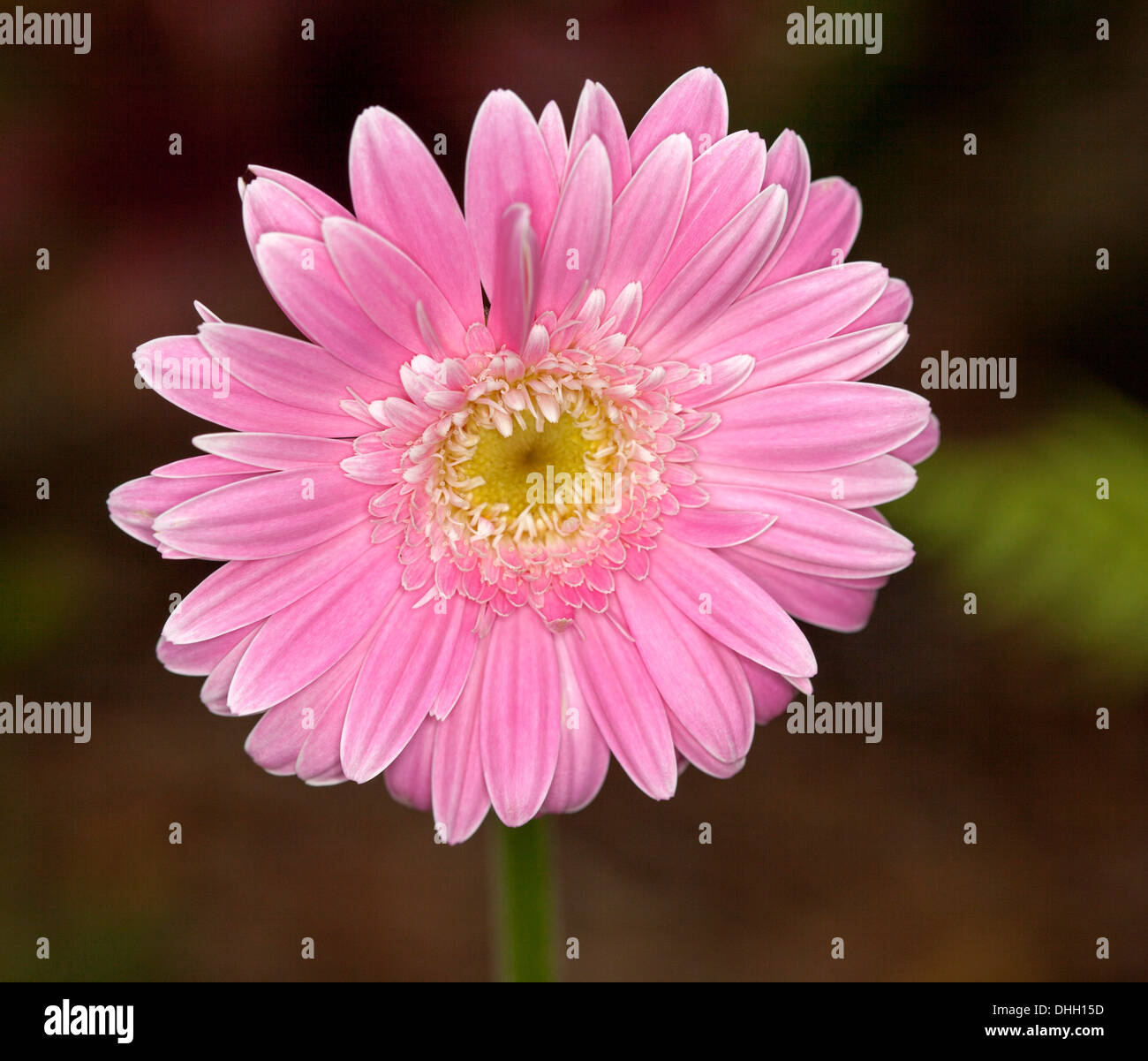 Semi Double Flower High Resolution Stock Photography and Images - Alamy