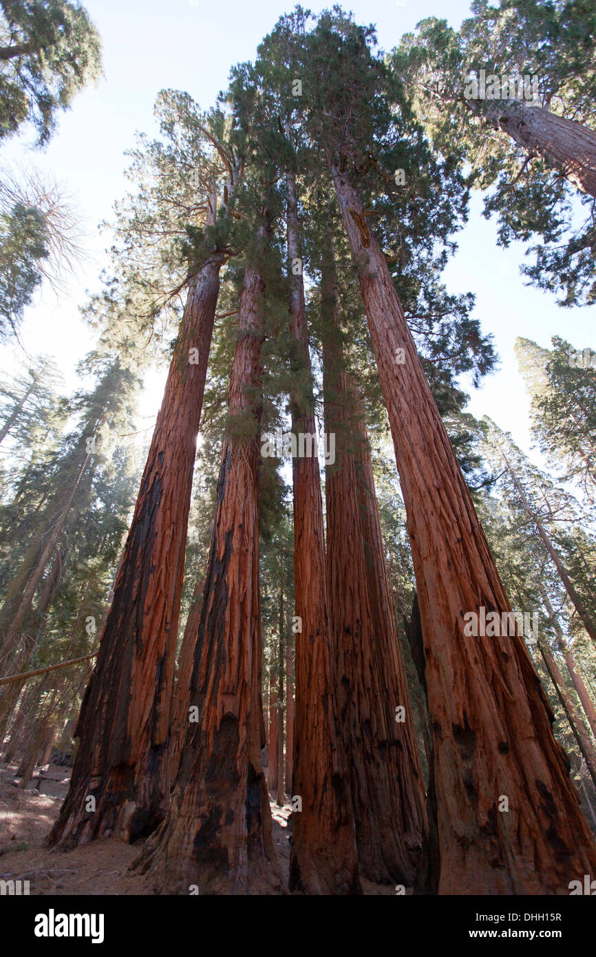 The Senate Group trees on The Congress Trail, Sequoia National Park ...
