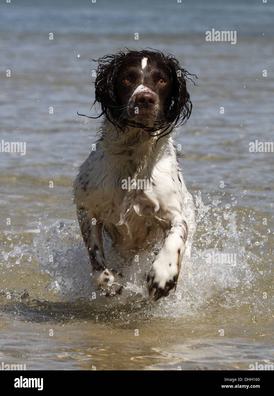 English springer spaniel running through water Stock Photo - Alamy