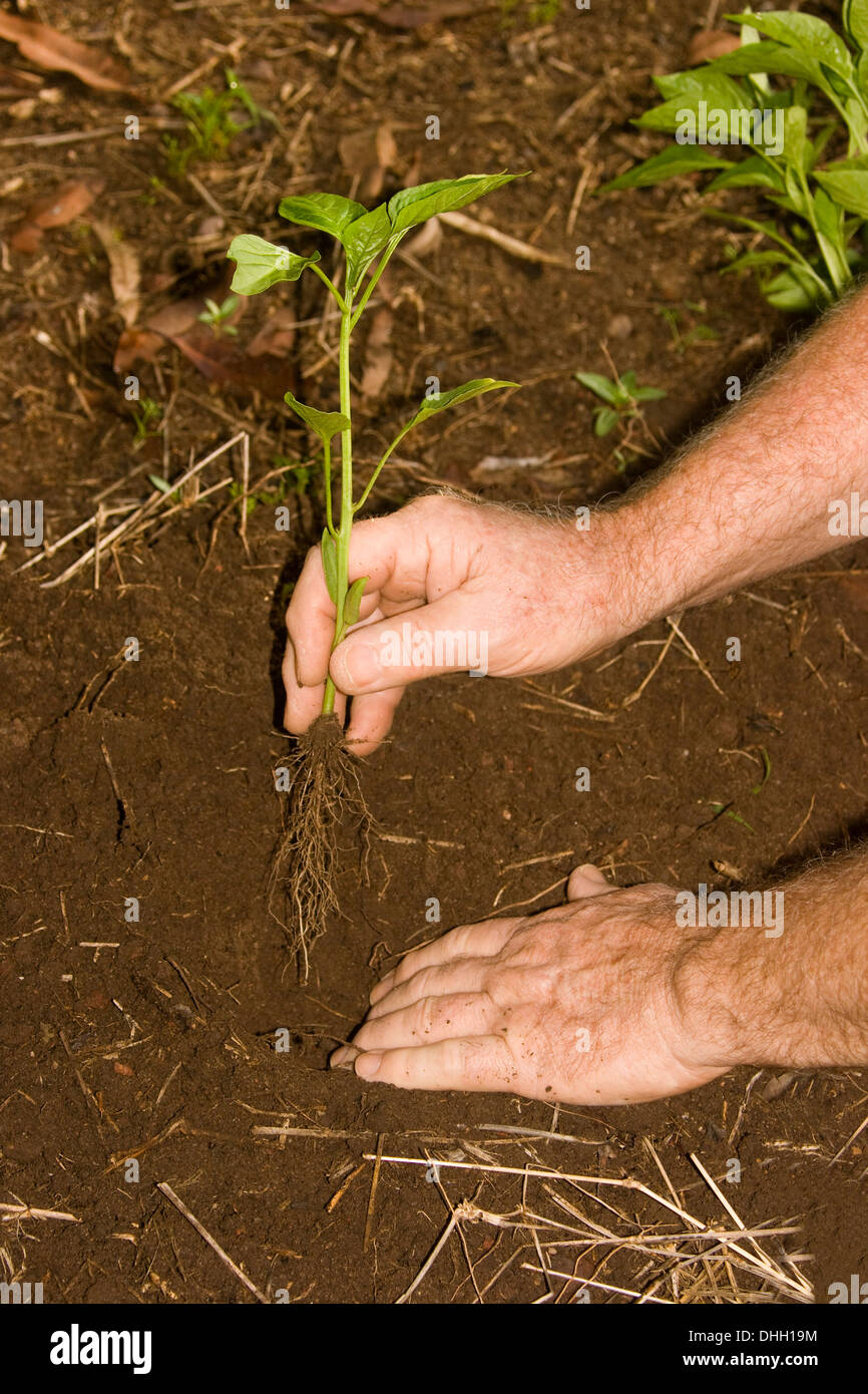 Man's hand holding and transplanting / planting capsicum seedling with ...