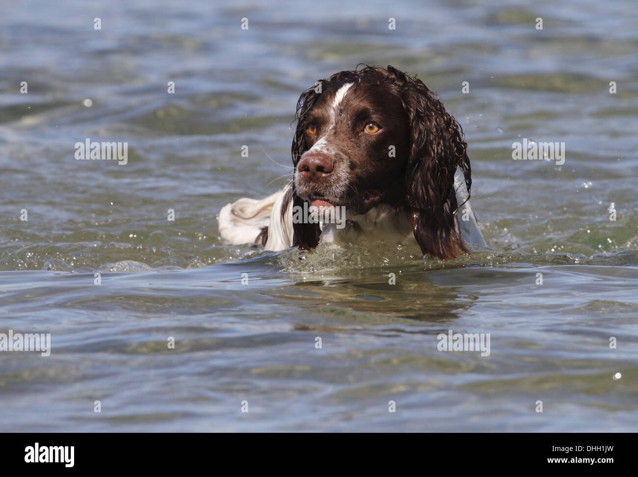 English springer spaniel running through water Stock Photo - Alamy