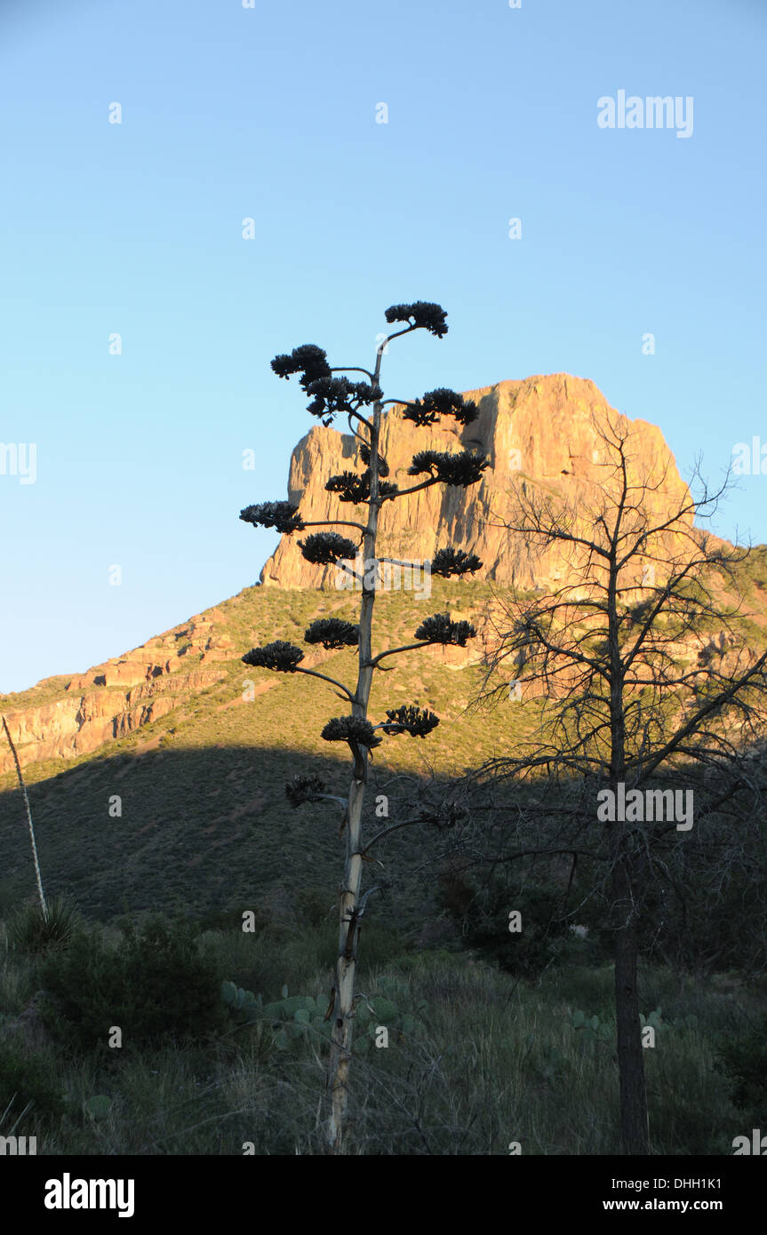 Dramatic dessert and canyon landscape in Big Bend National Park in ...