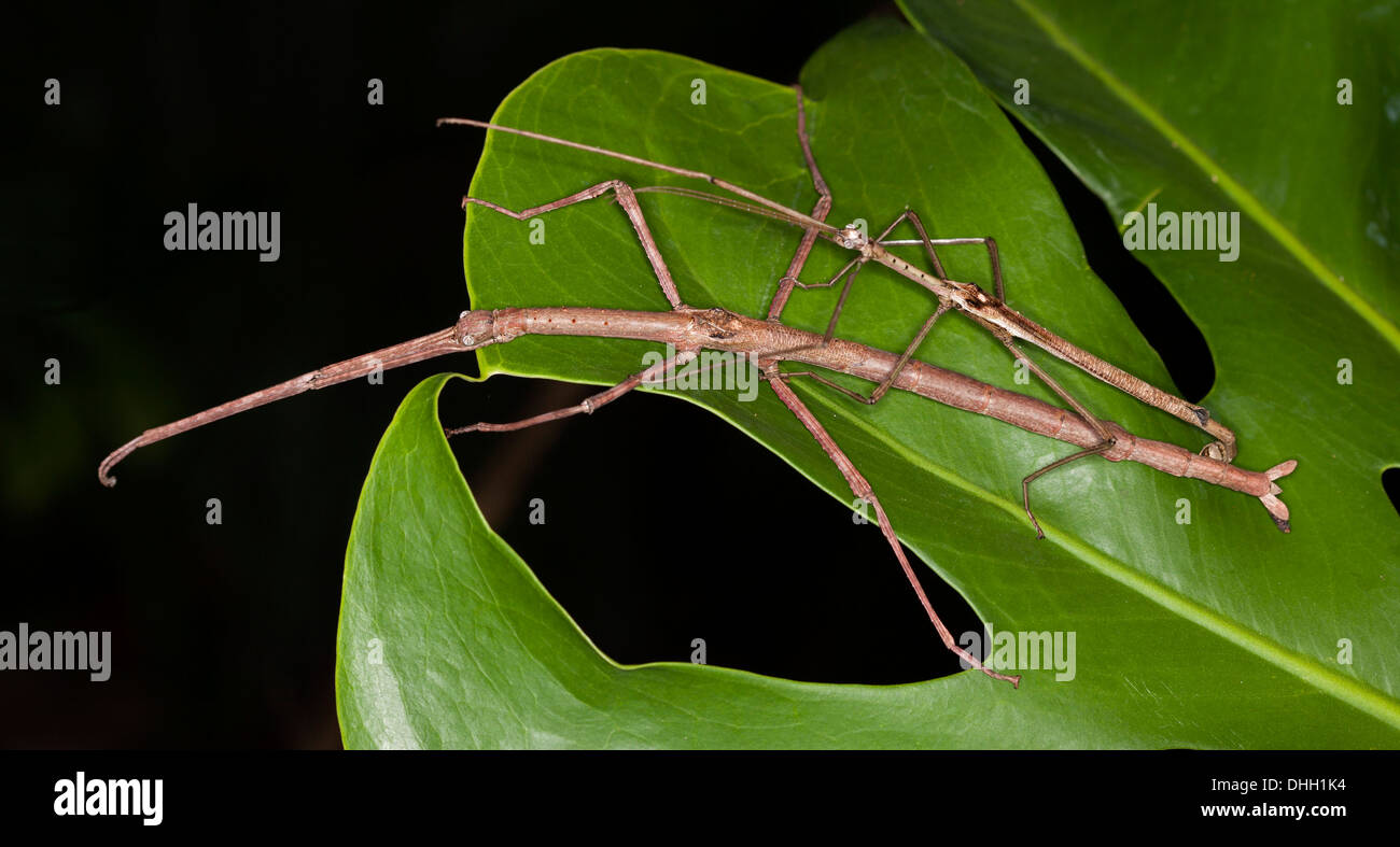 Pair of large Australian stick insects mating on bright green leaf ...