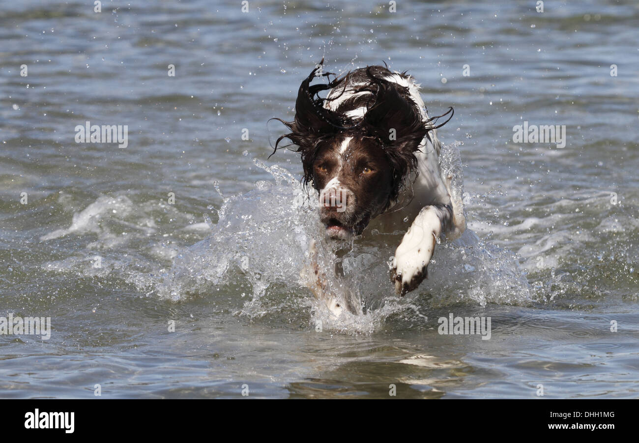 Springer spaniel running hi-res stock photography and images - Alamy