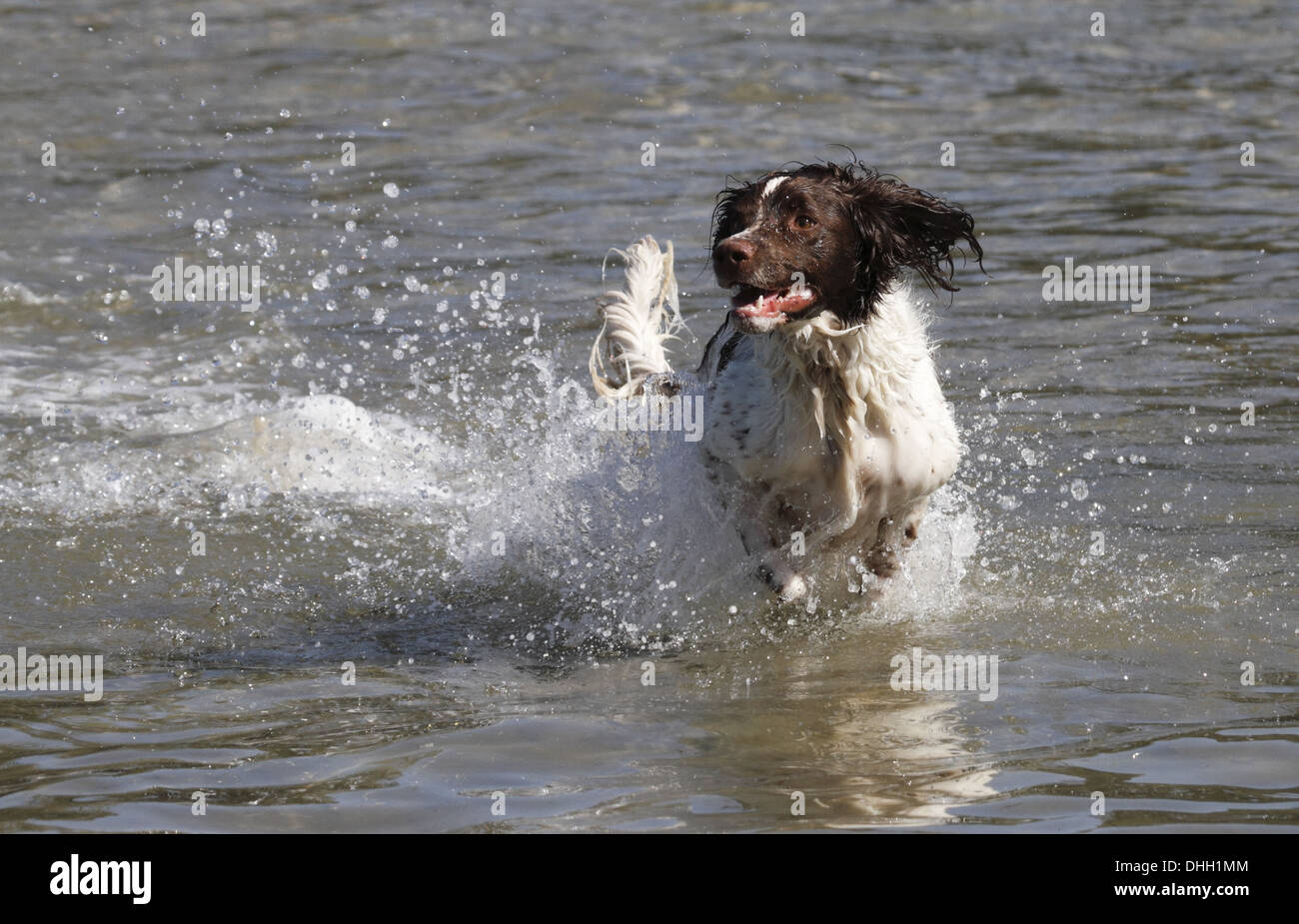 English springer spaniel running through water Stock Photo - Alamy