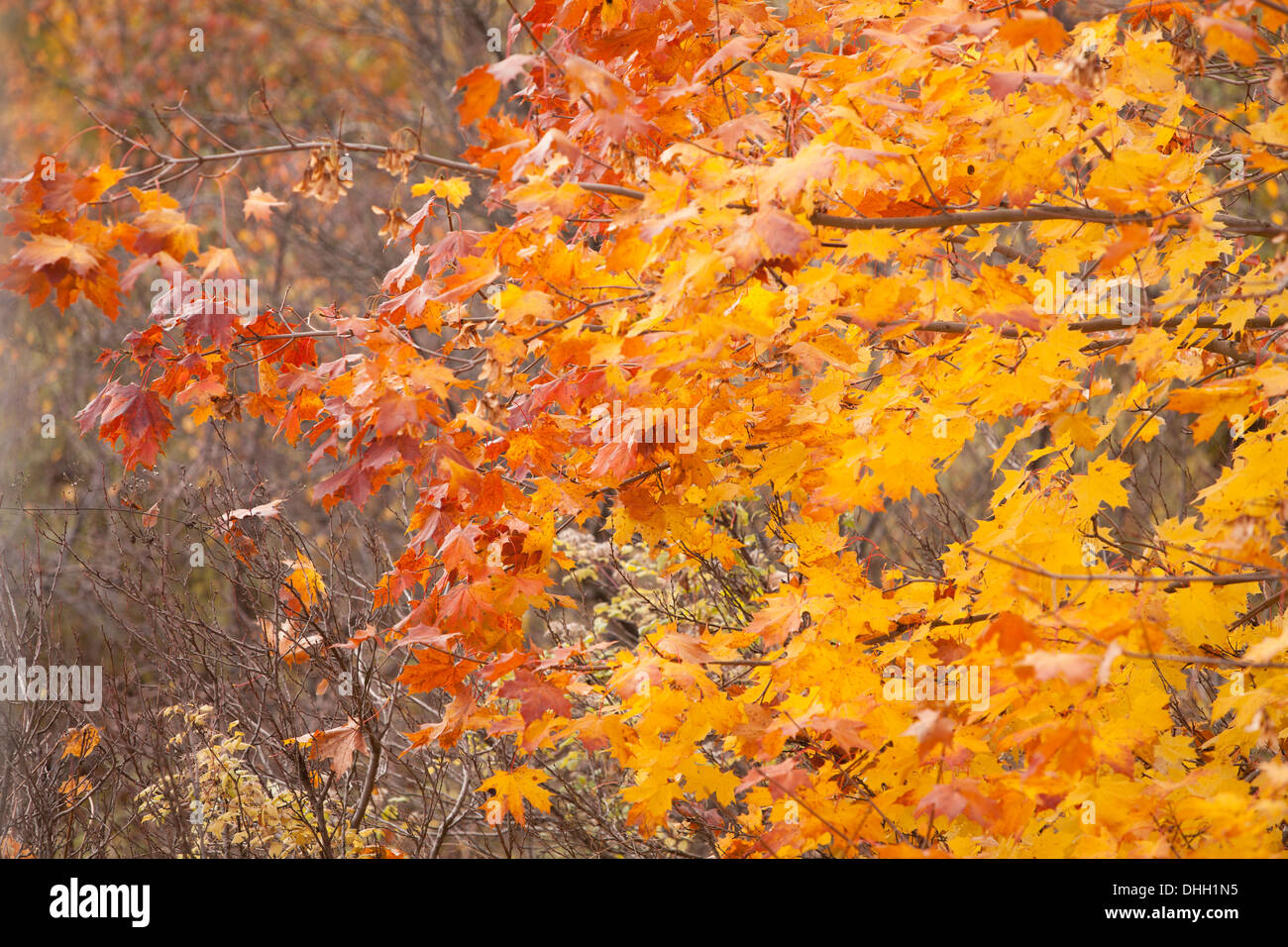 Beautiful autumn trees. Autumnal landscape. Golden fall maple tree ...