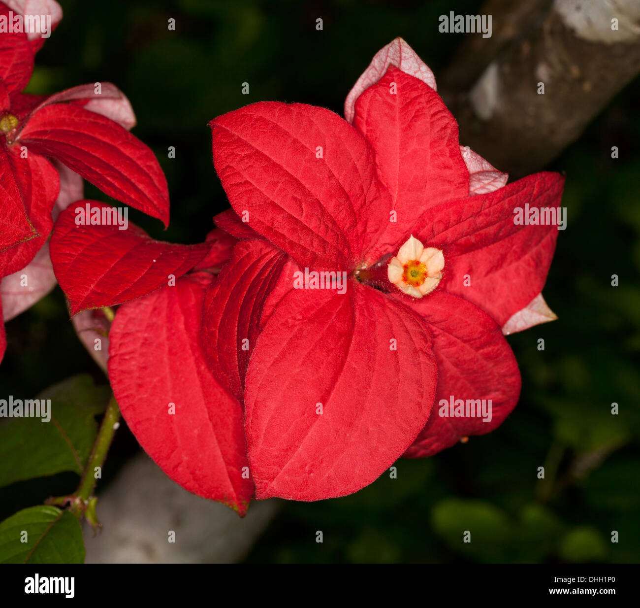 Spectacular bright red bracts and tiny white flower of new / unusual ...