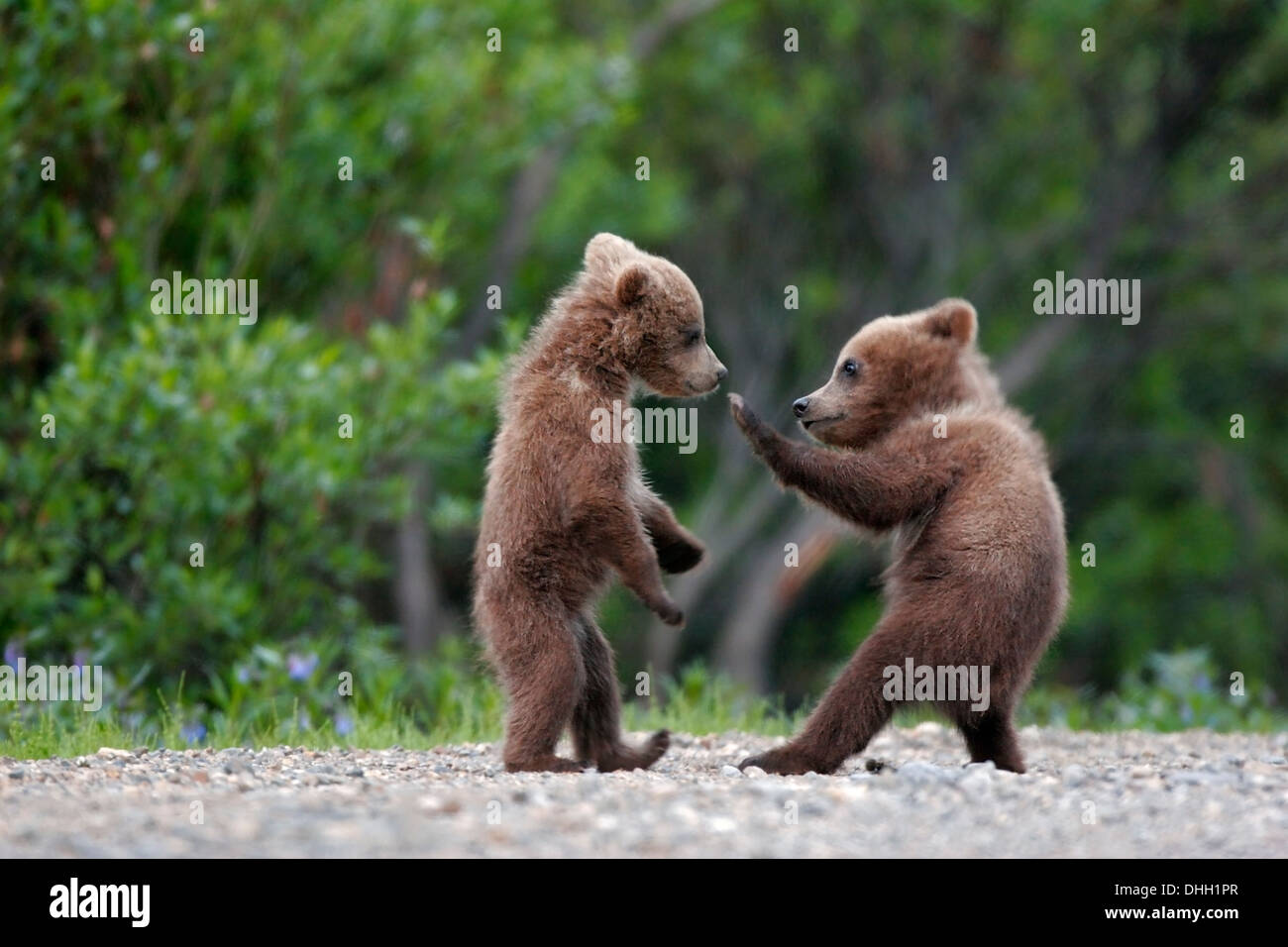 Spring cubs, grizzly or brown bear (Ursus arctos) in Denali National ...