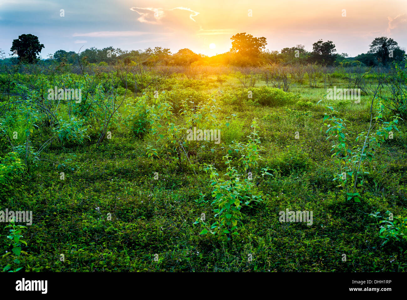 sunset at horizon of tree in grass field Stock Photo - Alamy