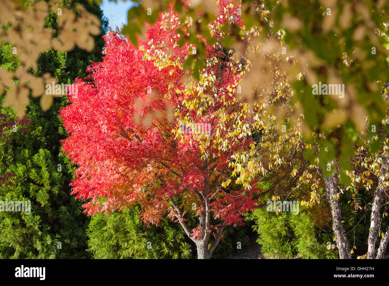 Beautiful Autumn colors of Fall foliage near Atlanta, Georgia. (USA ...