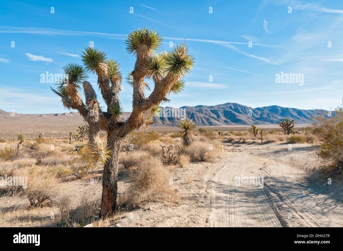 California, Joshua Tree National Park, Geology Tour Road, Joshua Tree ...