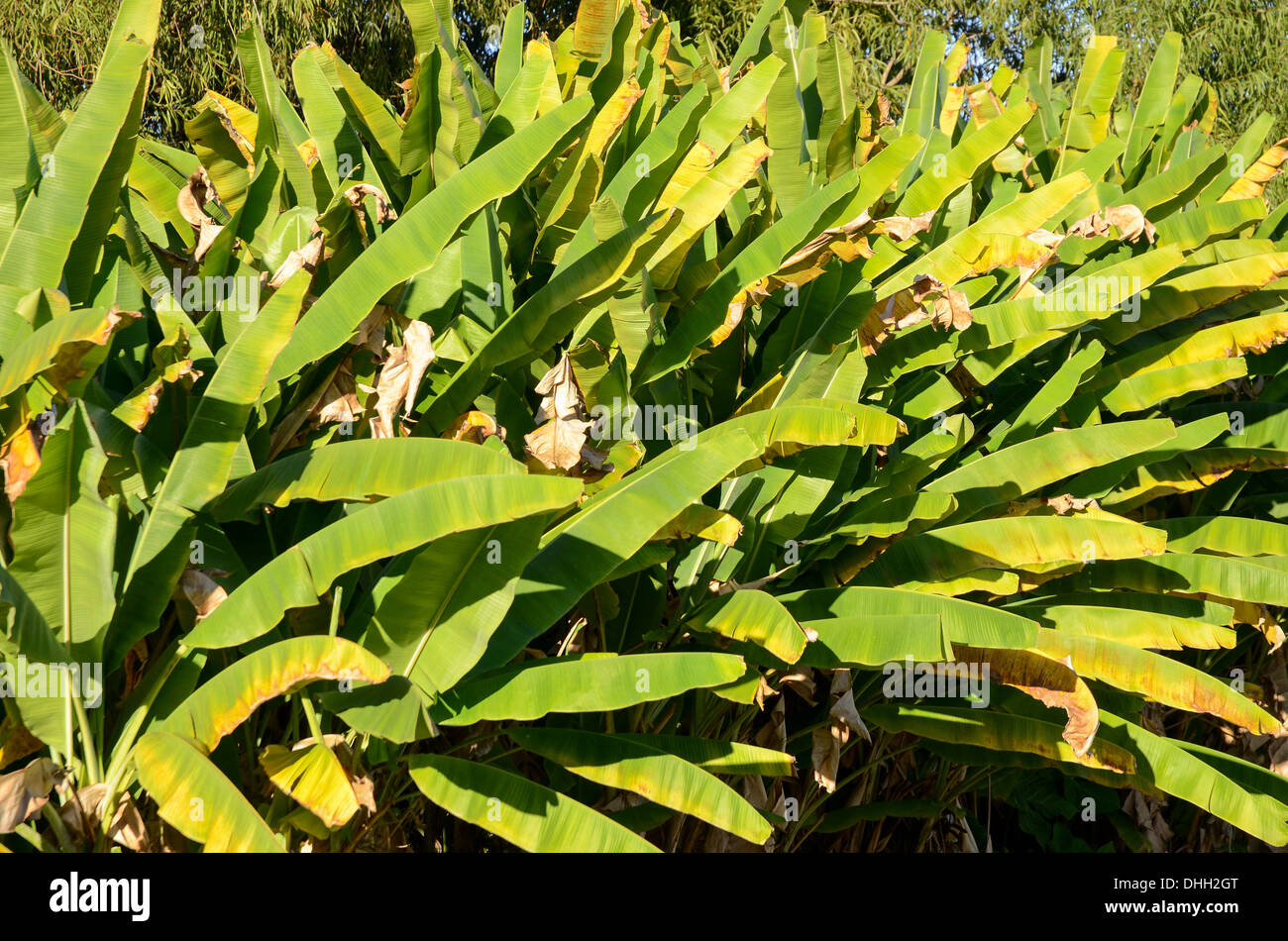 Louisiana Swamp Plants Visit New Orleans Swamps Swamp Tours New