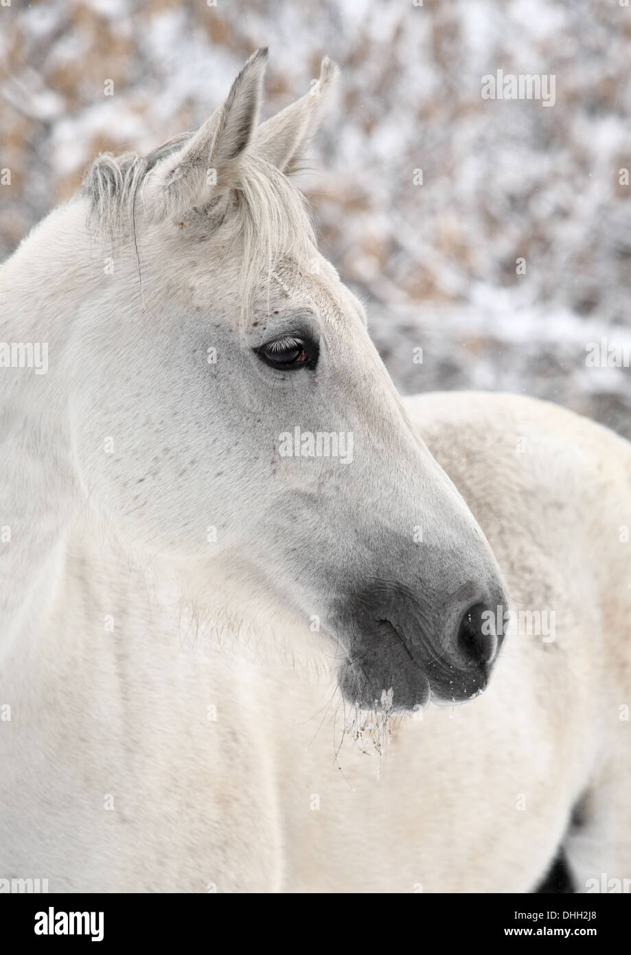Pure spanish Andalusian horse , PRE, with a cropped mane Stock Photo ...