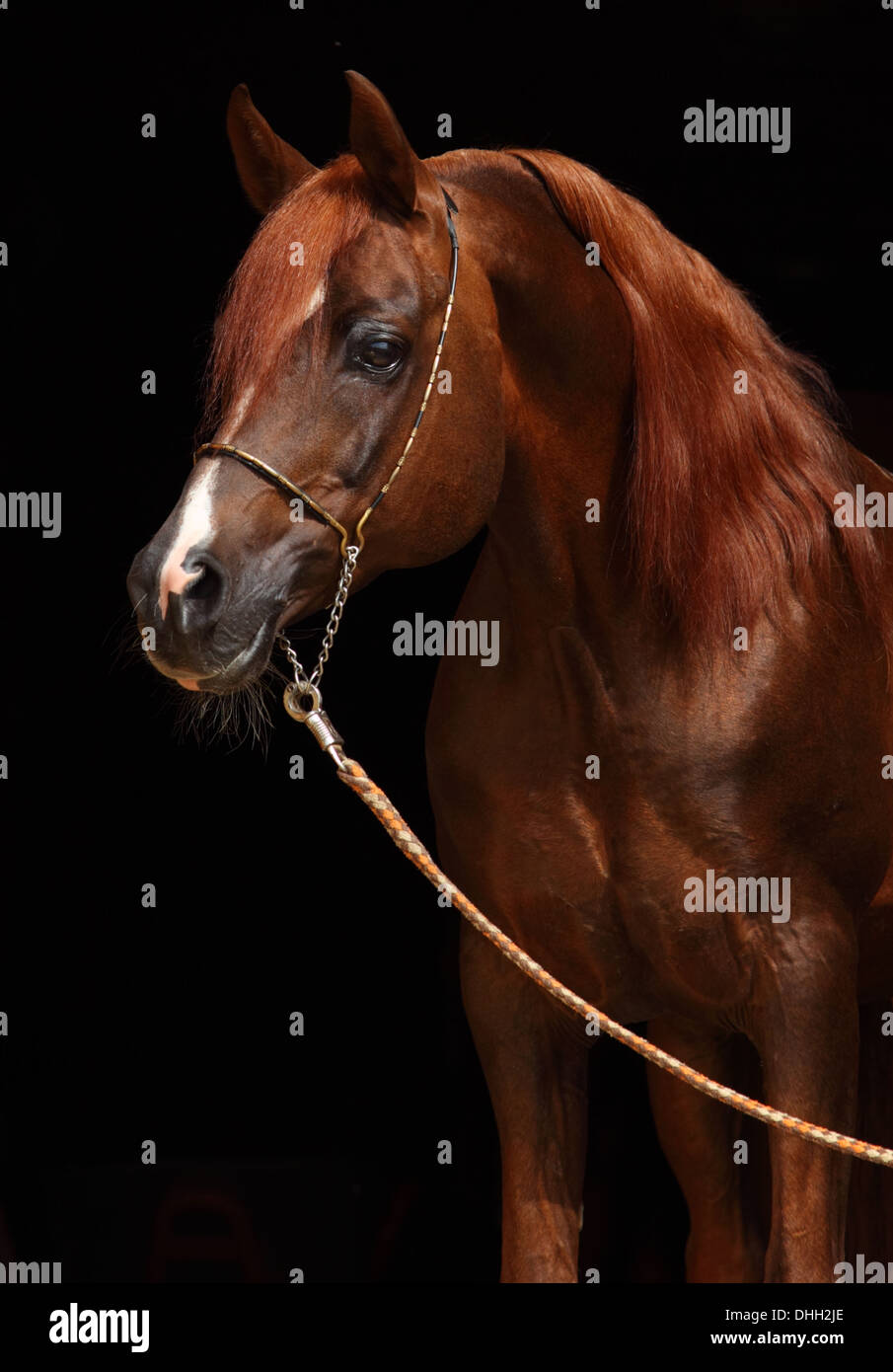 Stallion halter horse hi-res stock photography and images - Alamy