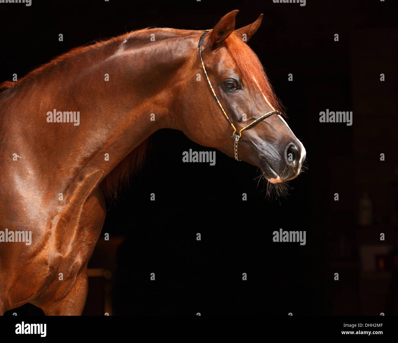 Purebred arabian horse bay stallion hi-res stock photography and images ...