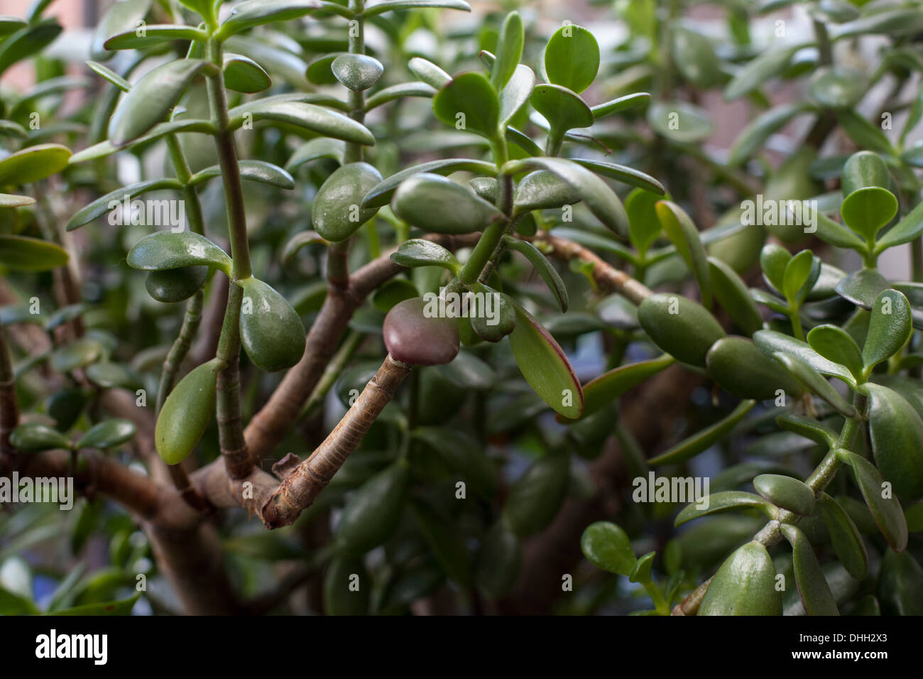 Money tree leaves Stock Photo - Alamy